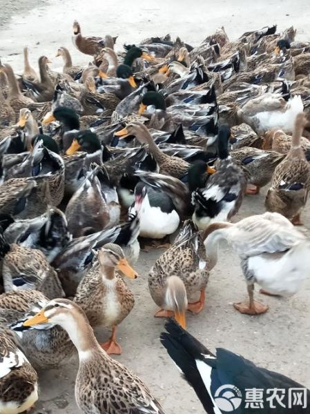 麻球鸭是什么_麻球鸭图片怎么拍好看-第3张图片-山城妙识 麻球鸭是什么_麻球鸭图片怎么拍好看-第3张图片-山城妙识