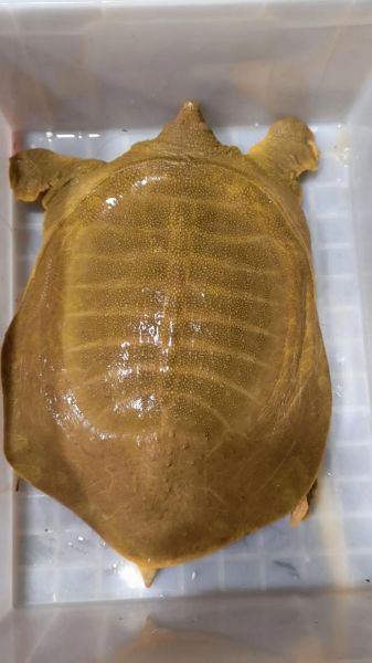 甲鱼图片大全大图高清_如何挑选高清甲鱼大图-第1张图片-山城妙识 甲鱼图片大全大图高清_如何挑选高清甲鱼大图-第1张图片-山城妙识