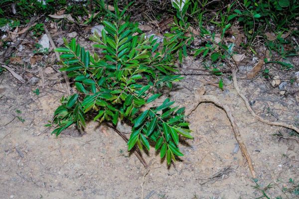 算盘子树长什么样_算盘子树药用价值有哪些-第1张图片-山城妙识
