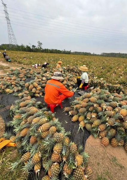 凤梨长在树上还是地上_凤梨是树上结的吗-第1张图片-山城妙识
