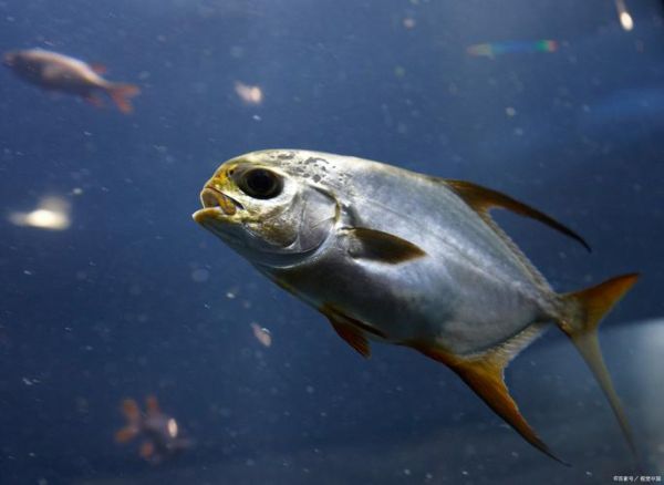 鲦鱼图片怎么拍_鲦鱼图片高清下载-第3张图片-山城妙识 鲦鱼图片怎么拍_鲦鱼图片高清下载-第3张图片-山城妙识