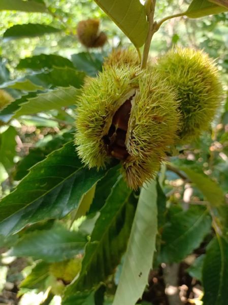 水煮栗子怎么剥壳快_水煮栗子剥壳技巧-第1张图片-山城妙识 水煮栗子怎么剥壳快_水煮栗子剥壳技巧-第1张图片-山城妙识
