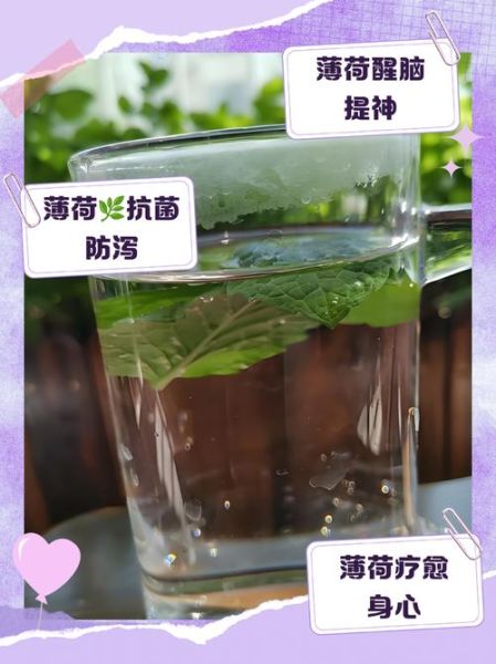 薄荷叶怎么泡水喝_薄荷叶泡水喝的正确方法-第2张图片-山城妙识 薄荷叶怎么泡水喝_薄荷叶泡水喝的正确方法-第2张图片-山城妙识