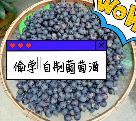 10斤葡萄放几斤冰糖_自酿葡萄酒比例-第2张图片-山城妙识 10斤葡萄放几斤冰糖_自酿葡萄酒比例-第2张图片-山城妙识