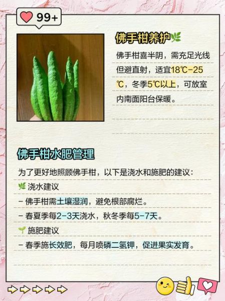 佛手柑怎么吃最好_佛手柑的食用方法-第3张图片-山城妙识 佛手柑怎么吃最好_佛手柑的食用方法-第3张图片-山城妙识