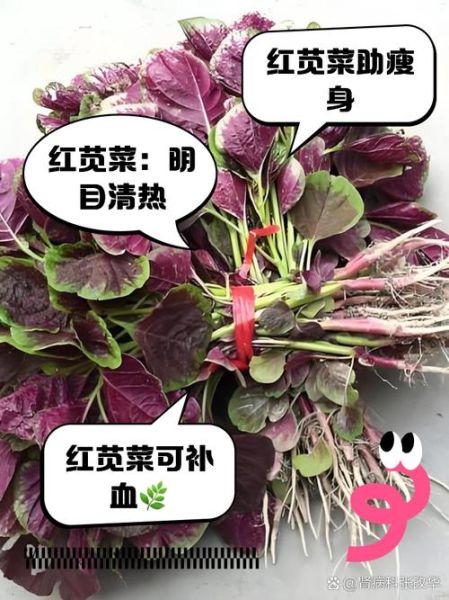 红苋菜的功效与作用_红苋菜的营养价值有哪些-第1张图片-山城妙识 红苋菜的功效与作用_红苋菜的营养价值有哪些-第1张图片-山城妙识