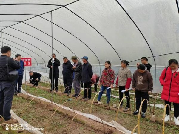 蔬菜种植技术培训_如何科学种菜-第2张图片-山城妙识 蔬菜种植技术培训_如何科学种菜-第2张图片-山城妙识