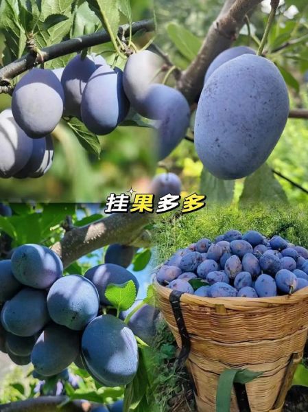 西梅树苗多少钱一棵_西梅树苗价格影响因素-第2张图片-山城妙识