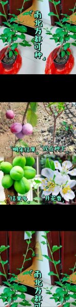 西梅树苗多少钱一棵_西梅树苗价格影响因素-第1张图片-山城妙识