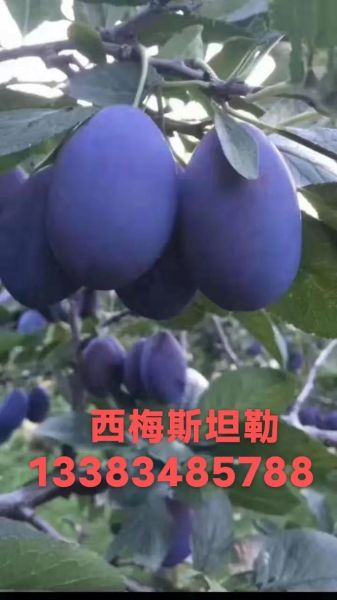 西梅树苗多少钱一棵_西梅树苗价格影响因素-第3张图片-山城妙识