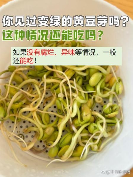 黄豆芽变绿豆芽还能吃吗_为什么会变绿-第1张图片-山城妙识 黄豆芽变绿豆芽还能吃吗_为什么会变绿-第1张图片-山城妙识