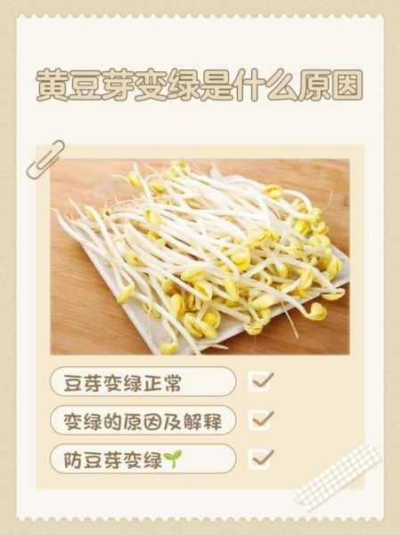 黄豆芽变绿豆芽还能吃吗_为什么会变绿-第2张图片-山城妙识 黄豆芽变绿豆芽还能吃吗_为什么会变绿-第2张图片-山城妙识