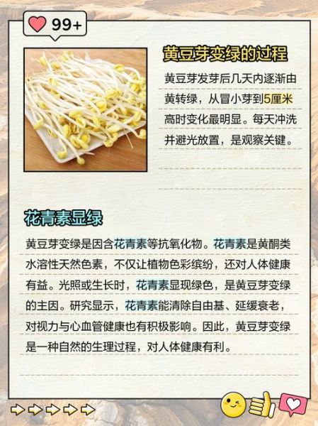 黄豆芽变绿豆芽还能吃吗_为什么会变绿-第3张图片-山城妙识 黄豆芽变绿豆芽还能吃吗_为什么会变绿-第3张图片-山城妙识