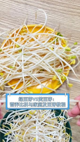 绿豆芽和黄豆芽的区别_哪个更有营养-第2张图片-山城妙识 绿豆芽和黄豆芽的区别_哪个更有营养-第2张图片-山城妙识