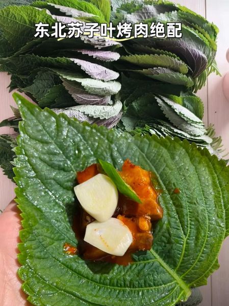 苏叶的吃法_苏叶怎么吃最健康-第2张图片-山城妙识