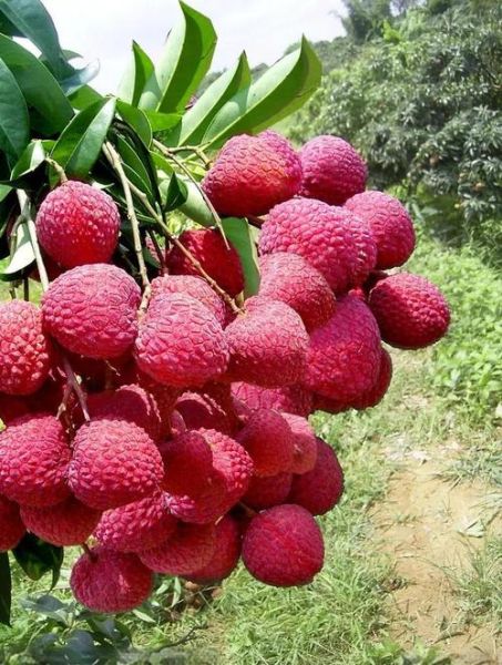 糯米糍荔枝图片_如何挑选正宗糯米糍-第2张图片-山城妙识