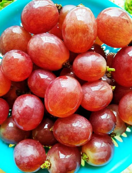 青提子和红提子哪个好_青提子红提子营养区别-第3张图片-山城妙识