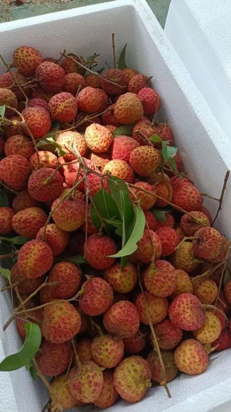 糯米糍荔枝图片_如何挑选正宗糯米糍-第1张图片-山城妙识