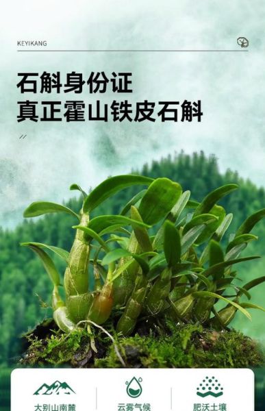 霍山铁皮石斛的功效与作用_怎么吃效果最好-第1张图片-山城妙识 霍山铁皮石斛的功效与作用_怎么吃效果最好-第1张图片-山城妙识