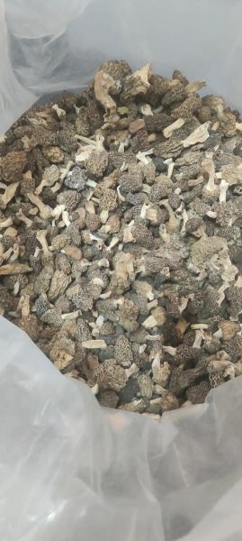 野生羊肚菌的功效与作用_羊肚菌怎么吃最营养-第2张图片-山城妙识 野生羊肚菌的功效与作用_羊肚菌怎么吃最营养-第2张图片-山城妙识