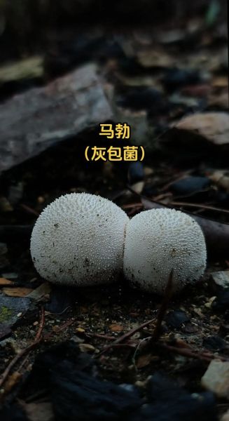 马勃菌为什么不能碰_误食中毒怎么办-第1张图片-山城妙识 马勃菌为什么不能碰_误食中毒怎么办-第1张图片-山城妙识