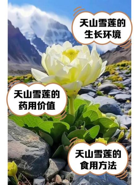 天山雪莲的功效与作用_天山雪莲怎么吃效果最好-第1张图片-山城妙识 天山雪莲的功效与作用_天山雪莲怎么吃效果最好-第1张图片-山城妙识