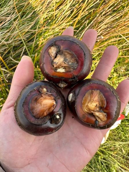 马蹄子图片大全哪里找_马蹄子高清图欣赏技巧-第1张图片-山城妙识 马蹄子图片大全哪里找_马蹄子高清图欣赏技巧-第1张图片-山城妙识