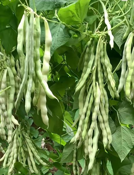 豆角全部视频大全_哪里能看完整版-第2张图片-山城妙识 豆角全部视频大全_哪里能看完整版-第2张图片-山城妙识