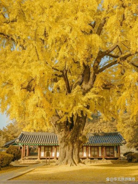 银杏树什么时候变黄_银杏树为什么被称为活化石-第2张图片-山城妙识