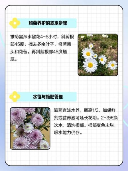 小雏菊为什么不吉利_小雏菊送人禁忌-第2张图片-山城妙识 小雏菊为什么不吉利_小雏菊送人禁忌-第2张图片-山城妙识