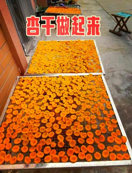 自制杏干的做法_如何保存杏干不变黑-第1张图片-山城妙识 自制杏干的做法_如何保存杏干不变黑-第1张图片-山城妙识