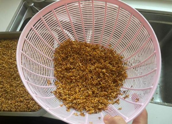 自制糖桂花怎么做_糖桂花保存多久-第2张图片-山城妙识 自制糖桂花怎么做_糖桂花保存多久-第2张图片-山城妙识