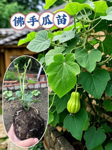 洋瓜长什么样_洋瓜和佛手瓜区别-第3张图片-山城妙识