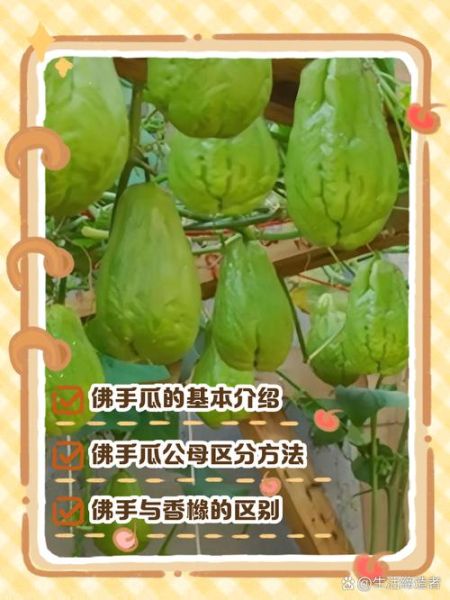 洋瓜长什么样_洋瓜和佛手瓜区别-第1张图片-山城妙识