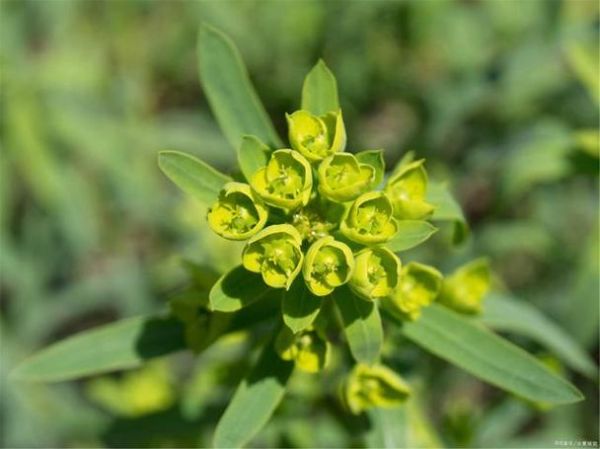 大戟怎么读_大戟的拼音和功效-第3张图片-山城妙识 大戟怎么读_大戟的拼音和功效-第3张图片-山城妙识