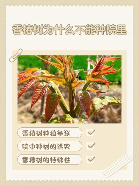 香椿树风水禁忌_香椿树种在院子哪个方位好-第1张图片-山城妙识 香椿树风水禁忌_香椿树种在院子哪个方位好-第1张图片-山城妙识