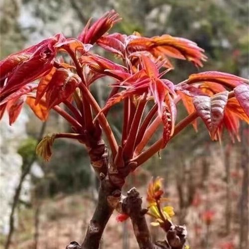 香椿树风水禁忌_香椿树种在院子哪个方位好-第2张图片-山城妙识 香椿树风水禁忌_香椿树种在院子哪个方位好-第2张图片-山城妙识