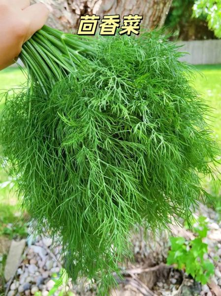 茴香长什么样_茴香图片特征-第3张图片-山城妙识 茴香长什么样_茴香图片特征-第3张图片-山城妙识