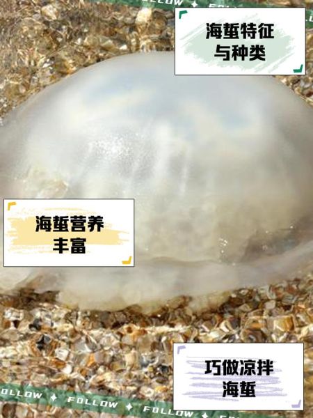 海蜇图片大全大图_活体海蜇长什么样-第3张图片-山城妙识
