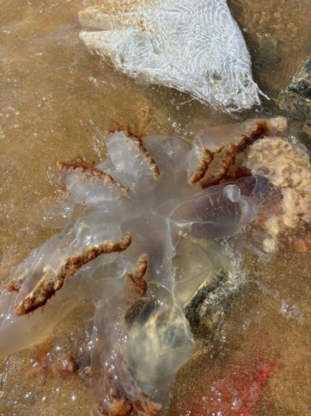 海蜇图片大全大图_活体海蜇长什么样-第1张图片-山城妙识