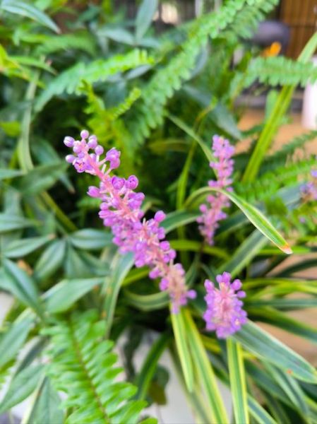 麦冬草怎么种_麦冬草养护方法-第2张图片-山城妙识