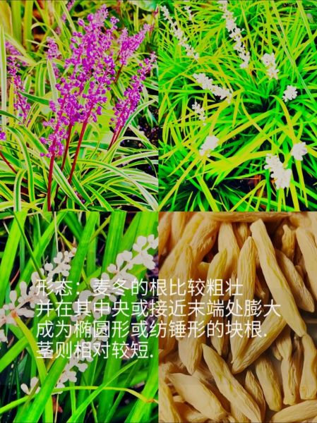麦冬草怎么种_麦冬草养护方法-第1张图片-山城妙识