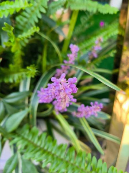 麦冬草怎么种_麦冬草养护方法-第3张图片-山城妙识