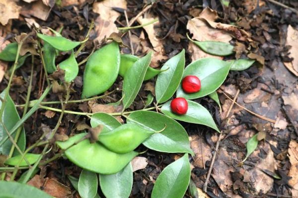 红豆沙树有什么功效_红豆沙树的作用与禁忌-第1张图片-山城妙识