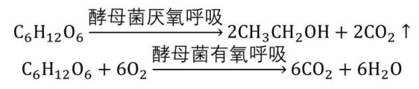 酵母菌无氧呼吸产物有哪些_为什么会产生酒精-第3张图片-山城妙识