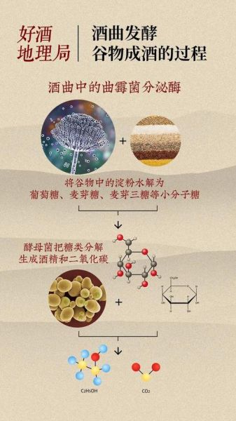 酵母菌无氧呼吸产物有哪些_为什么会产生酒精-第2张图片-山城妙识
