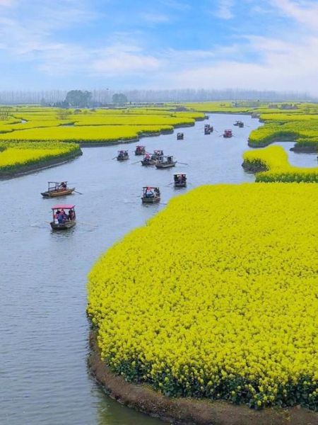 兴化菜花节什么时候去最好_兴化千垛景区油菜花观赏攻略-第2张图片-山城妙识 兴化菜花节什么时候去最好_兴化千垛景区油菜花观赏攻略-第2张图片-山城妙识