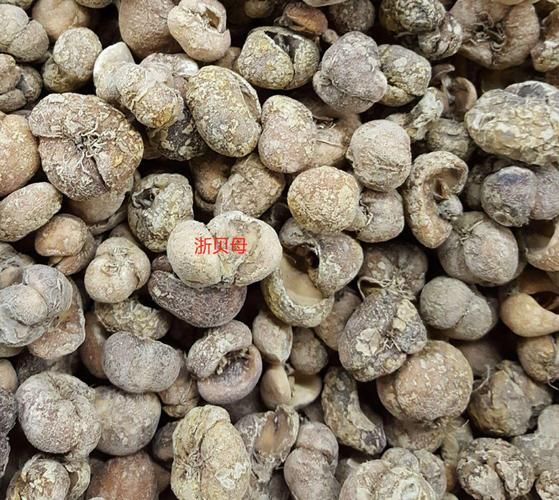 贝母的功效与作用_川贝母和浙贝母的区别-第1张图片-山城妙识 贝母的功效与作用_川贝母和浙贝母的区别-第1张图片-山城妙识