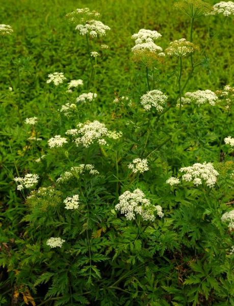 川芎长什么样子_川芎植物图片特征-第1张图片-山城妙识 川芎长什么样子_川芎植物图片特征-第1张图片-山城妙识