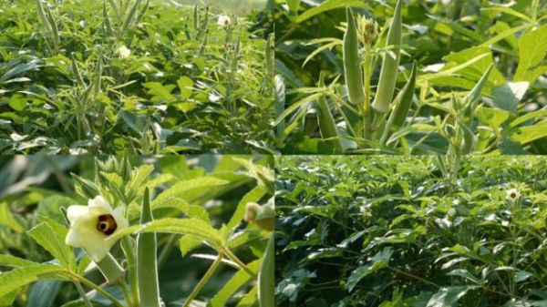 秋葵视频下载安卓版安全吗_秋葵视频下载安卓版怎么安装-第3张图片-山城妙识